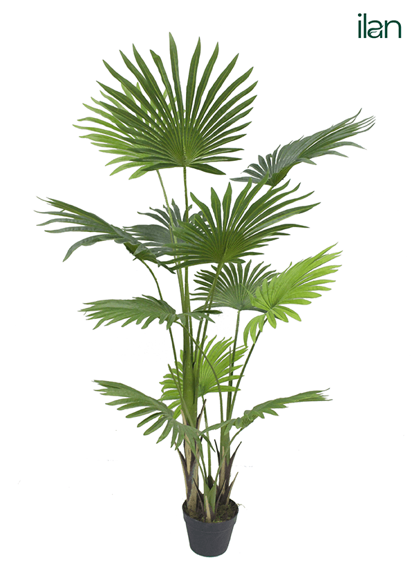 ARTIFICIAL FAN PALM PLANT-5FT – ILAN INDIA