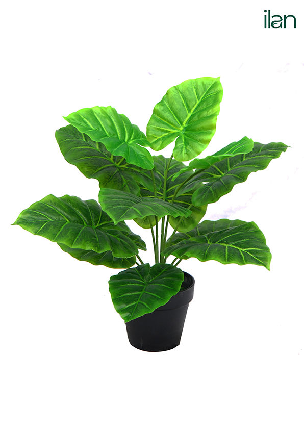 PLANTS – Page 2 – ILAN INDIA